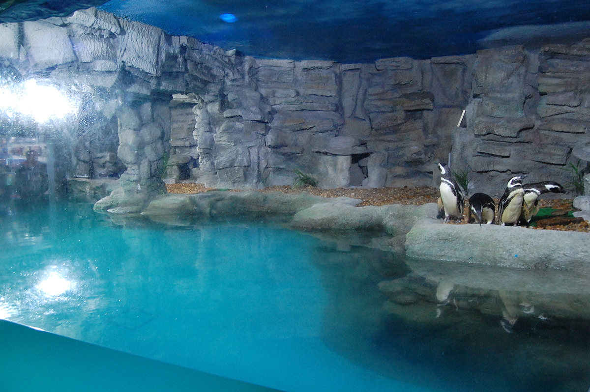 Sebo do Messias - O maior sebo do Brasil em São Paulo - Onde Visitar em ...